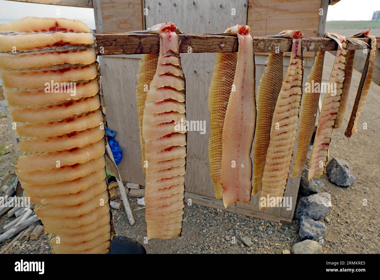 Preserving fish the old fashioned way, fisherman smoking, cod ...