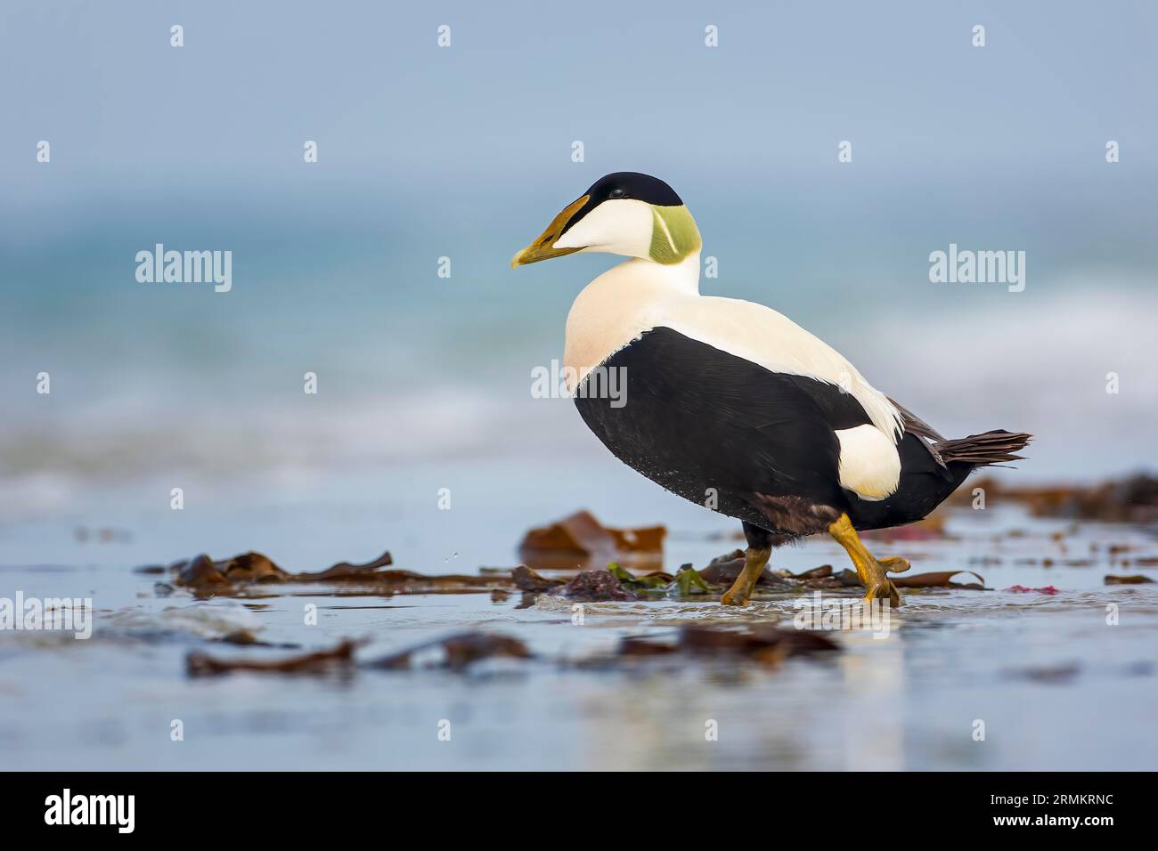Common Eider (Somateria mollissima) Sea duck, male on the beach of the ...