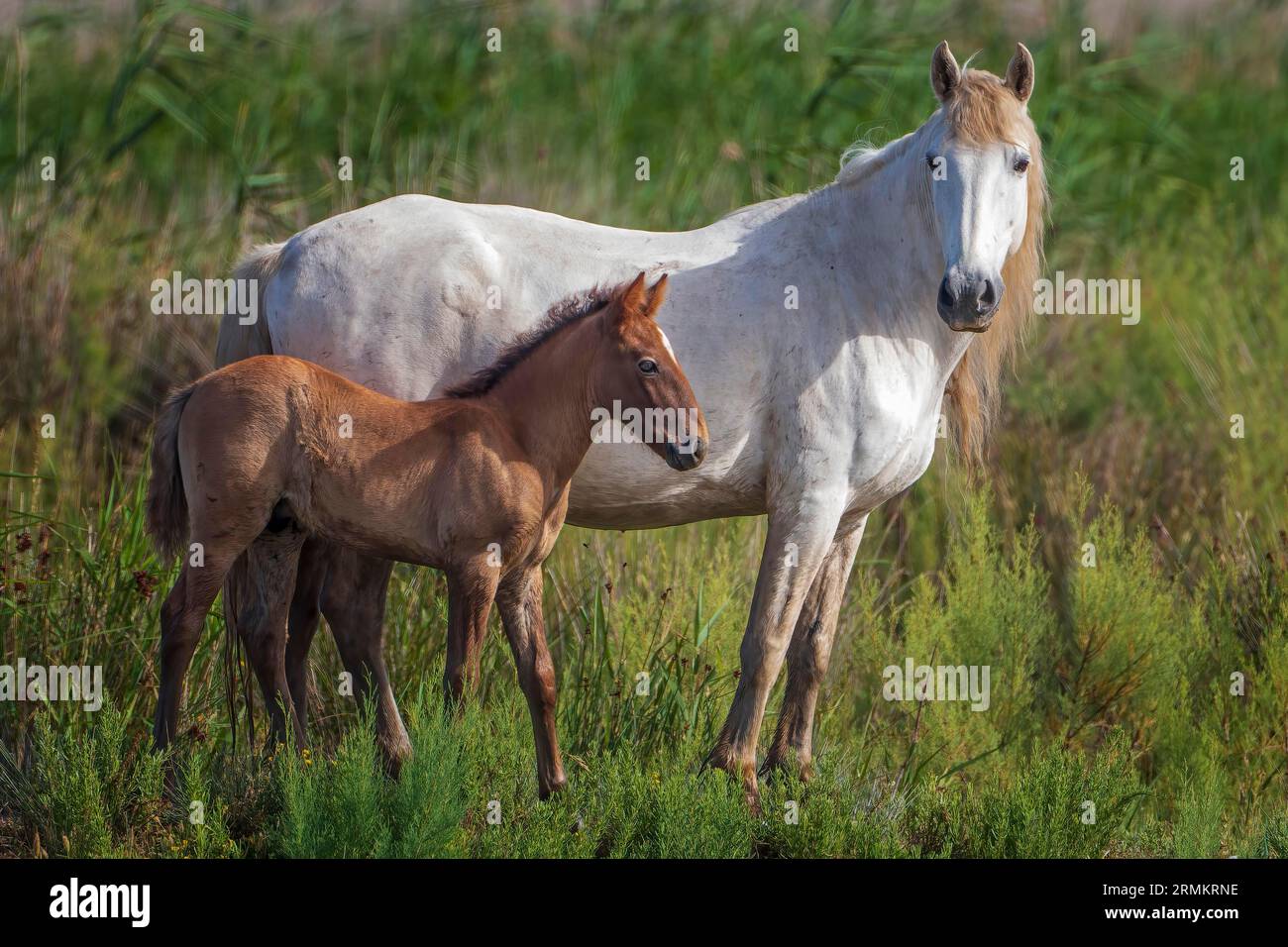 White mare with brown foal, wild horse, horse, Parc natural de s ...
