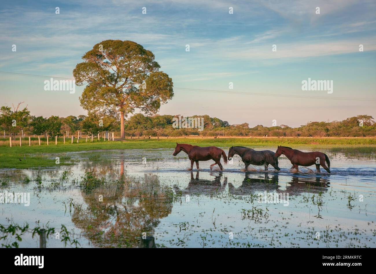 Pony swamp marsh horse hi-res stock photography and images - Alamy