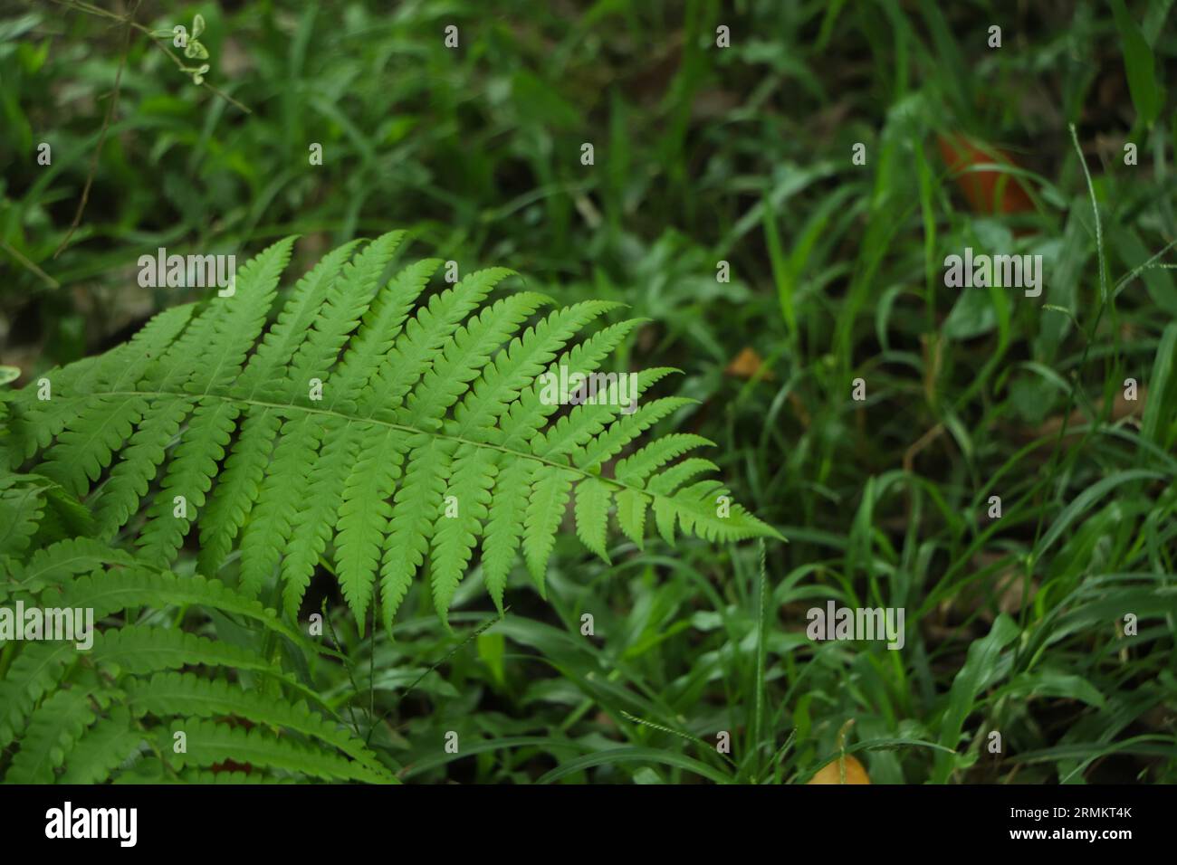High view fern hi-res stock photography and images - Alamy