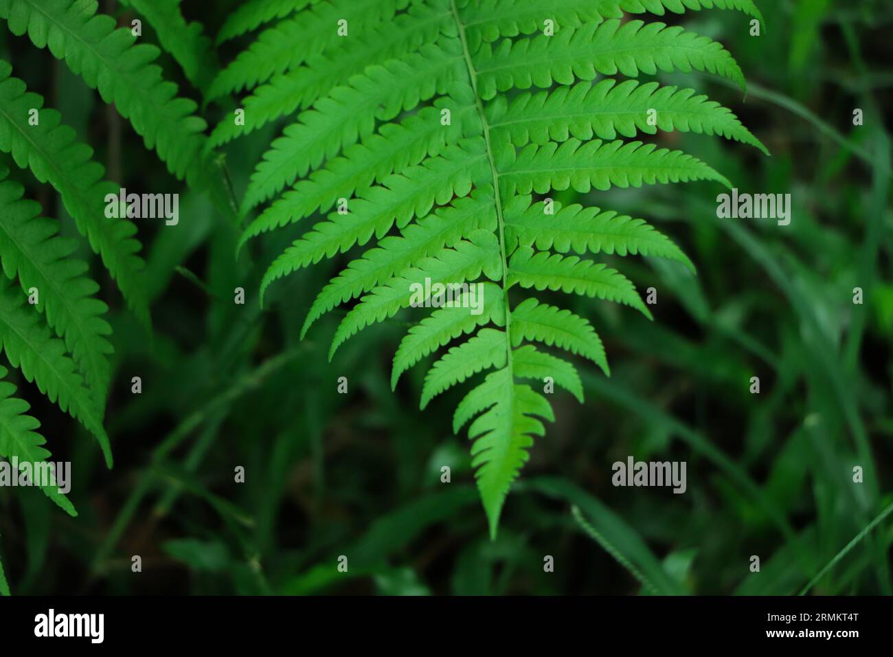 Perfect natural fern pattern. Beautiful background made with young ...