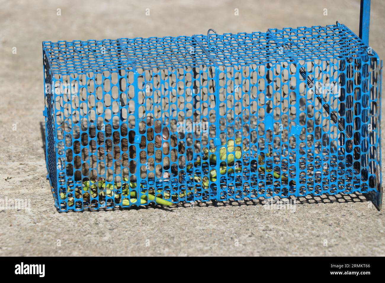 Mouse trap with a trapped mouse. Cage made from steel mesh on outdoors ...
