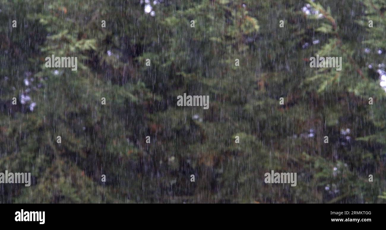 Rain pond hi-res stock photography and images - Alamy