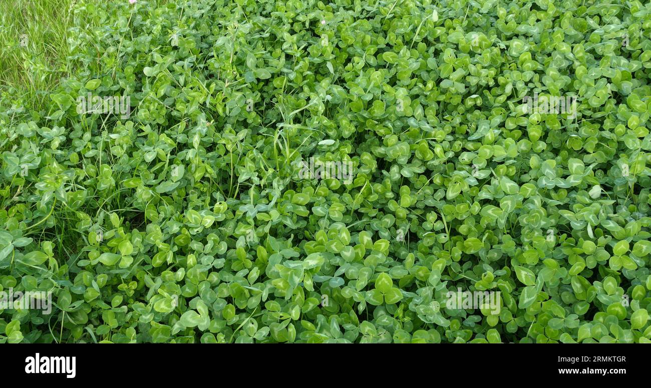 Wind four leaf clover hi-res stock photography and images - Alamy