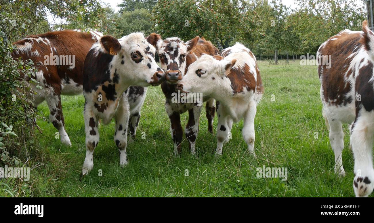 Normandy cows hi-res stock photography and images - Alamy