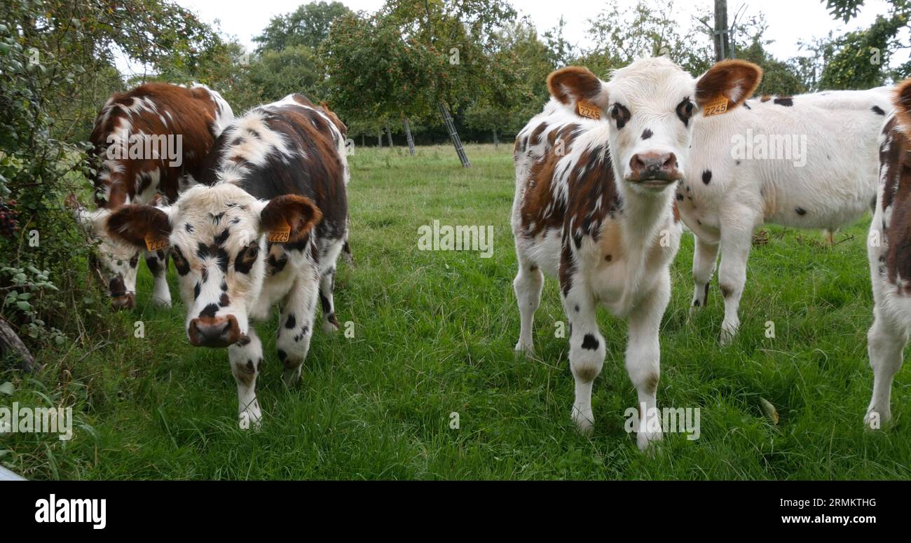 Normandy Cattle, Cows in Meadow, Normandy Stock Photo - Alamy