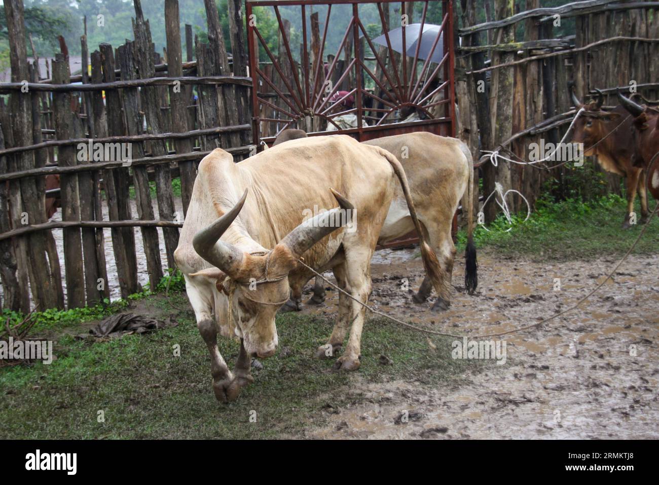 The market town of Jinka, Omo Valley, Ethiopia Stock Photo - Alamy