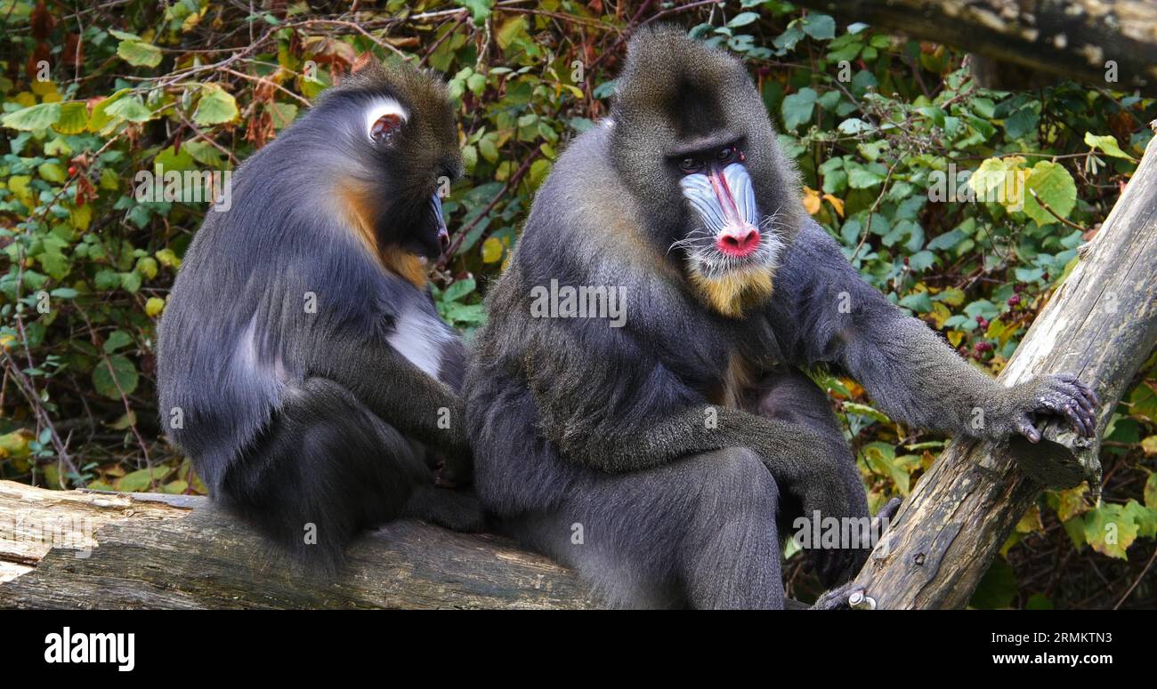Pair of sphinx hi-res stock photography and images - Alamy
