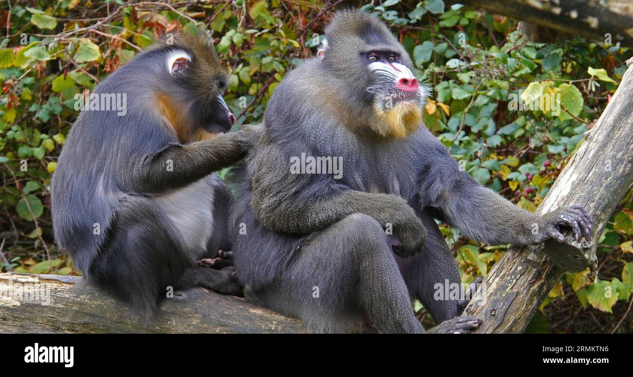 Mandrill grooming hi-res stock photography and images - Alamy