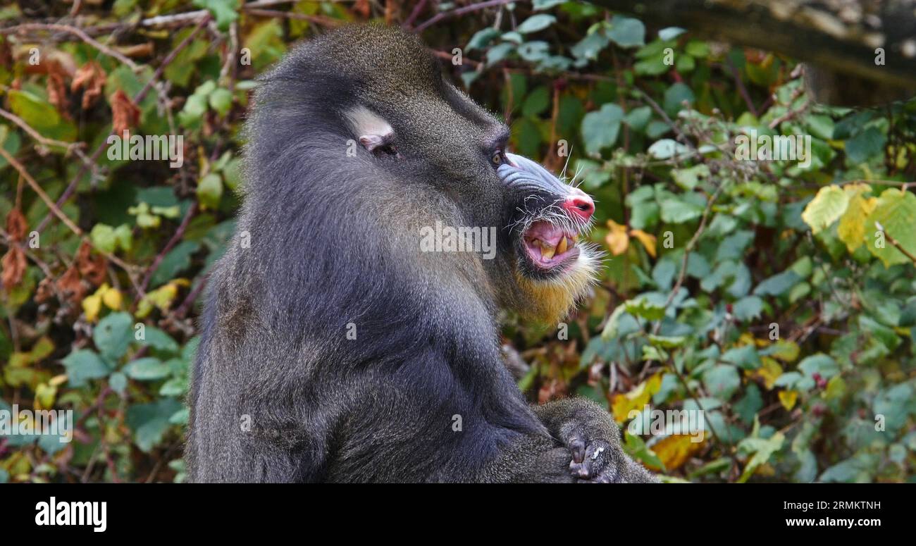 Mandrill, mandrillus sphinx, Portrait of Male Stock Photo - Alamy