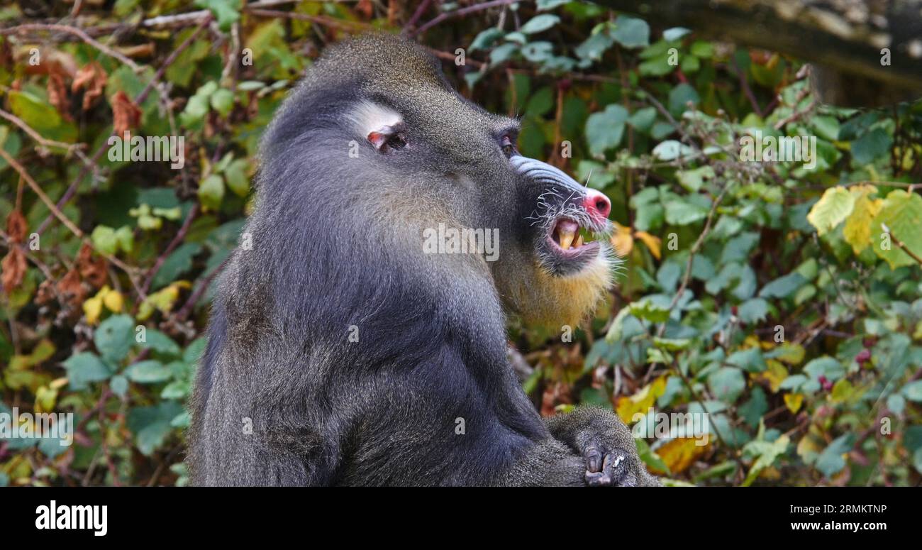Mandrill, mandrillus sphinx, Portrait of Male Stock Photo - Alamy