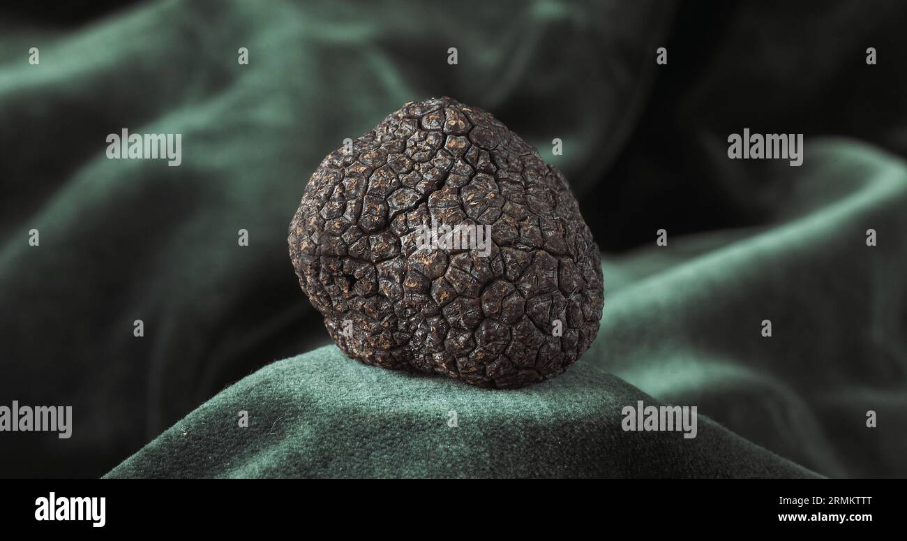 Perigord truffle tuber melanosporum mushrooms hi-res stock photography ...