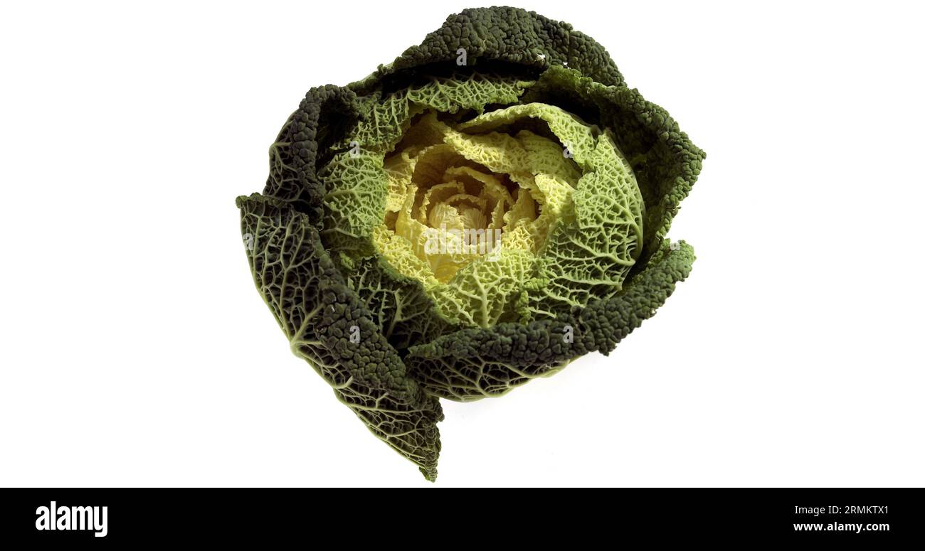 Dwarf Green Cabbage, brassica oleracea, Vegetable against White ...