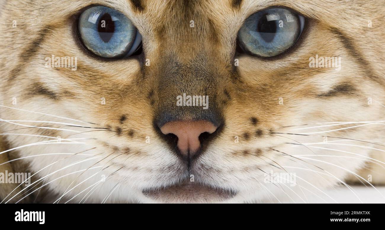 Seal Mink Tabby Bengale Male Domestic Cat against White Background ...