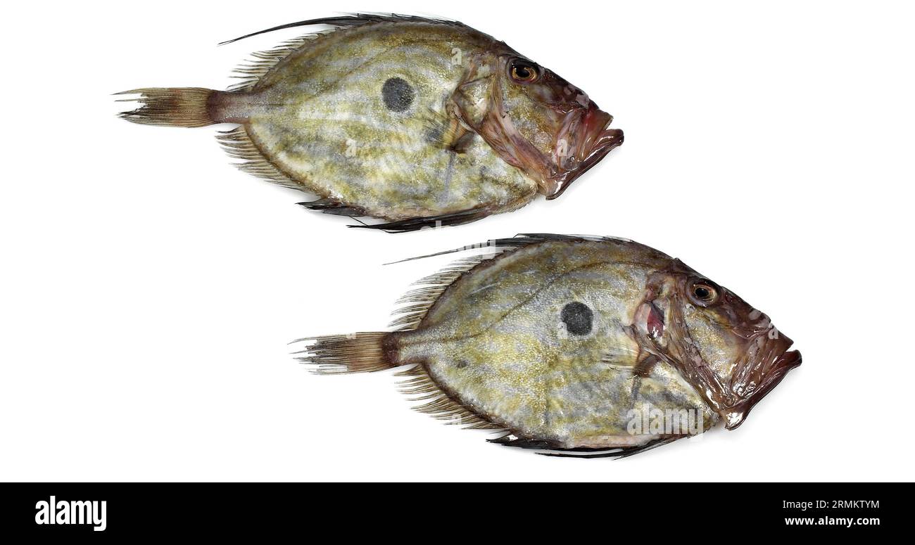 Fresh John Dory, zeus faber, Fish against White Background Stock Photo ...