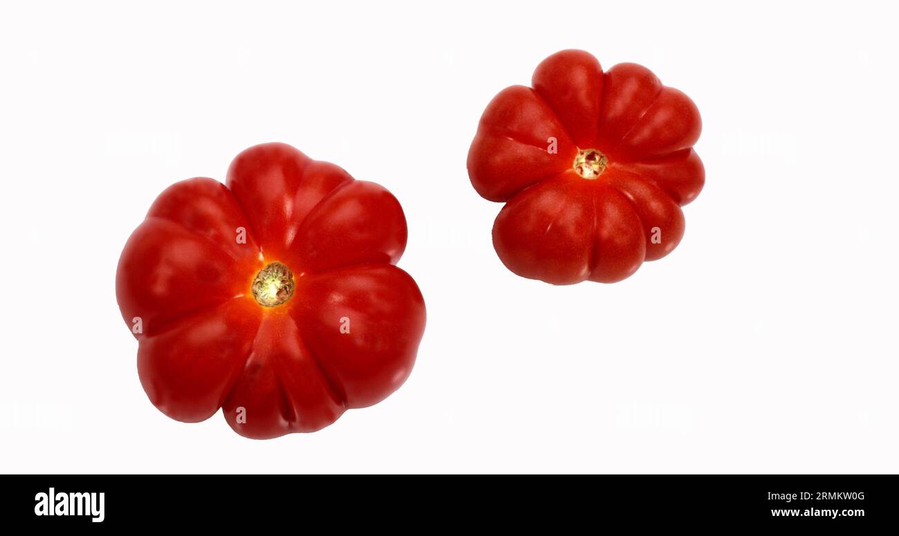 Camone Tomatoes, solanum lycopersicum, Vegetable against White ...