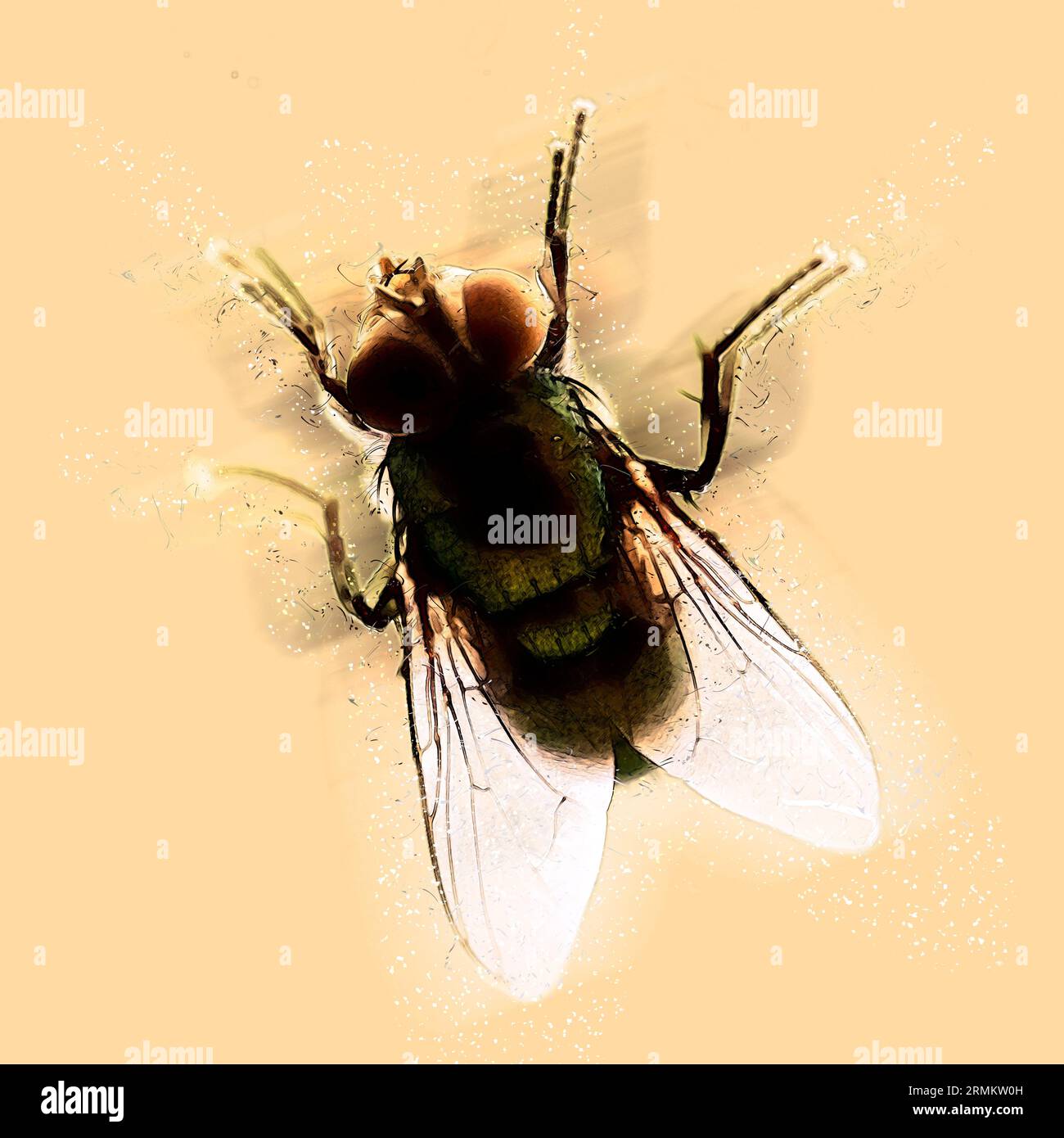 Common house bugs hi-res stock photography and images - Alamy