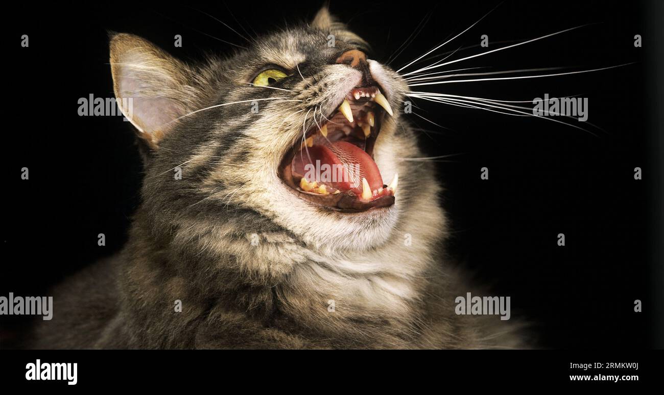 Adult in defensive posture with open mouth hi-res stock photography and ...