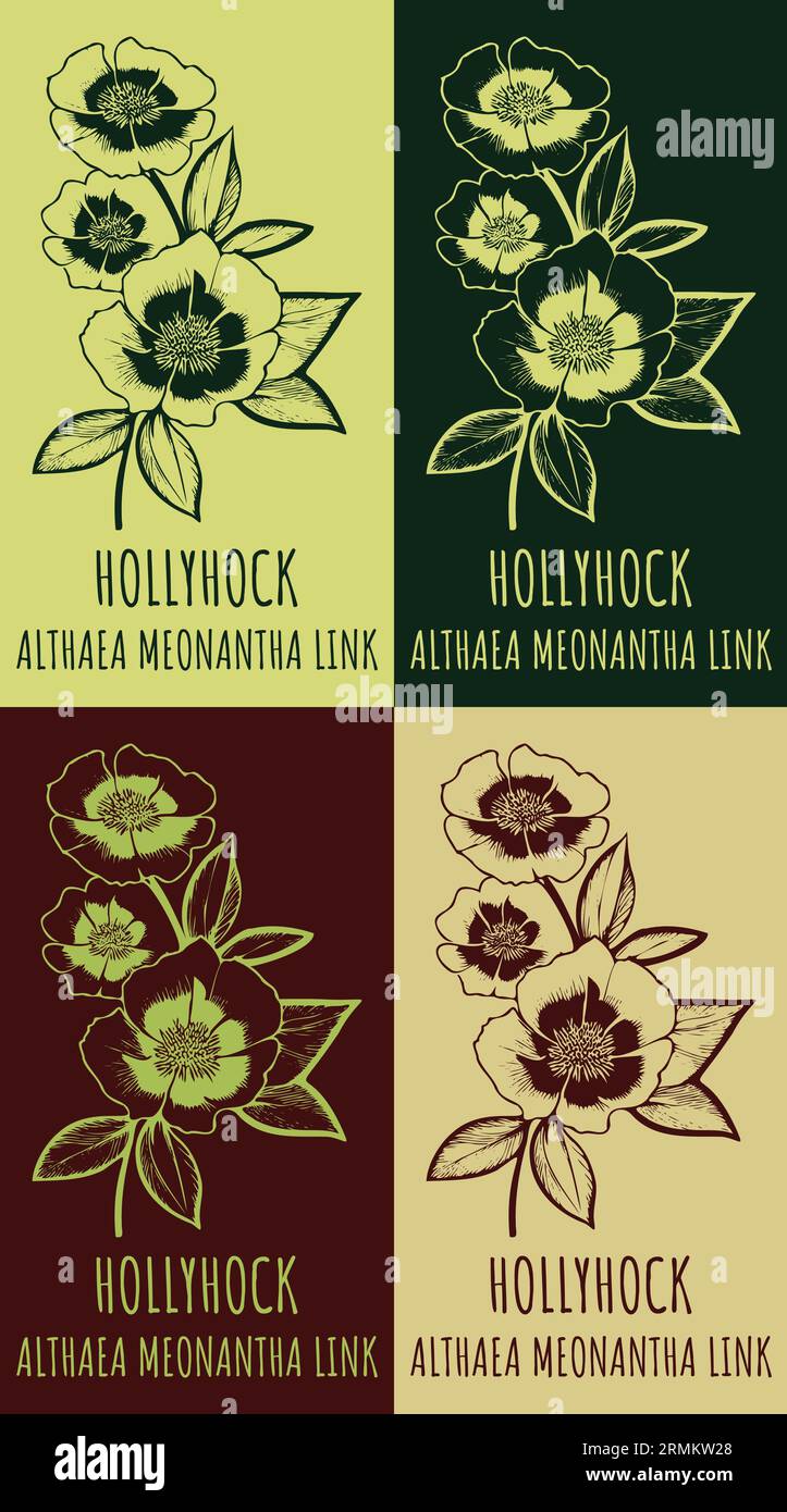 Set of vector drawing of HOLLYHOCK in various colors. Hand drawn ...