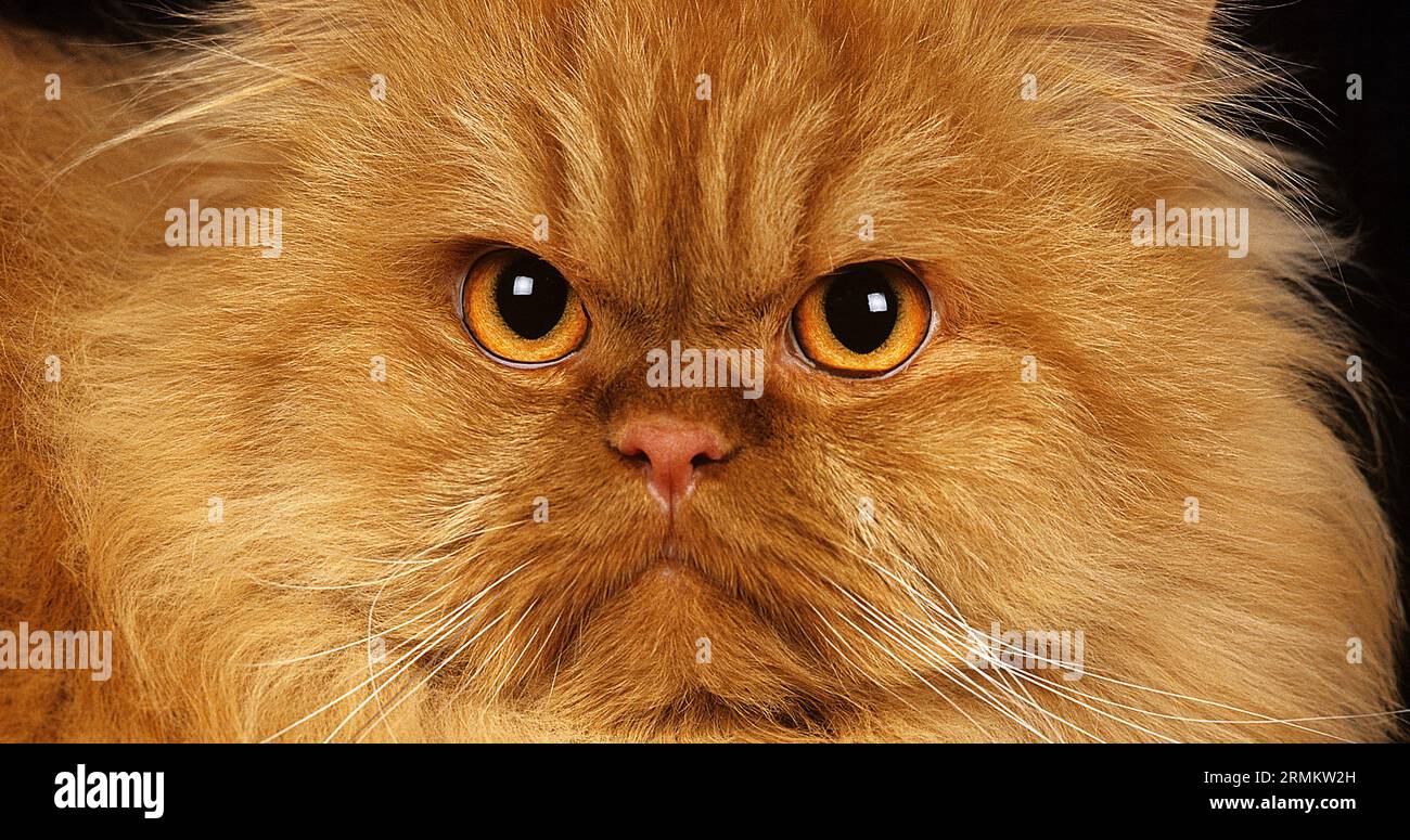 Red self persian domestic cat laying against black background hi-res ...