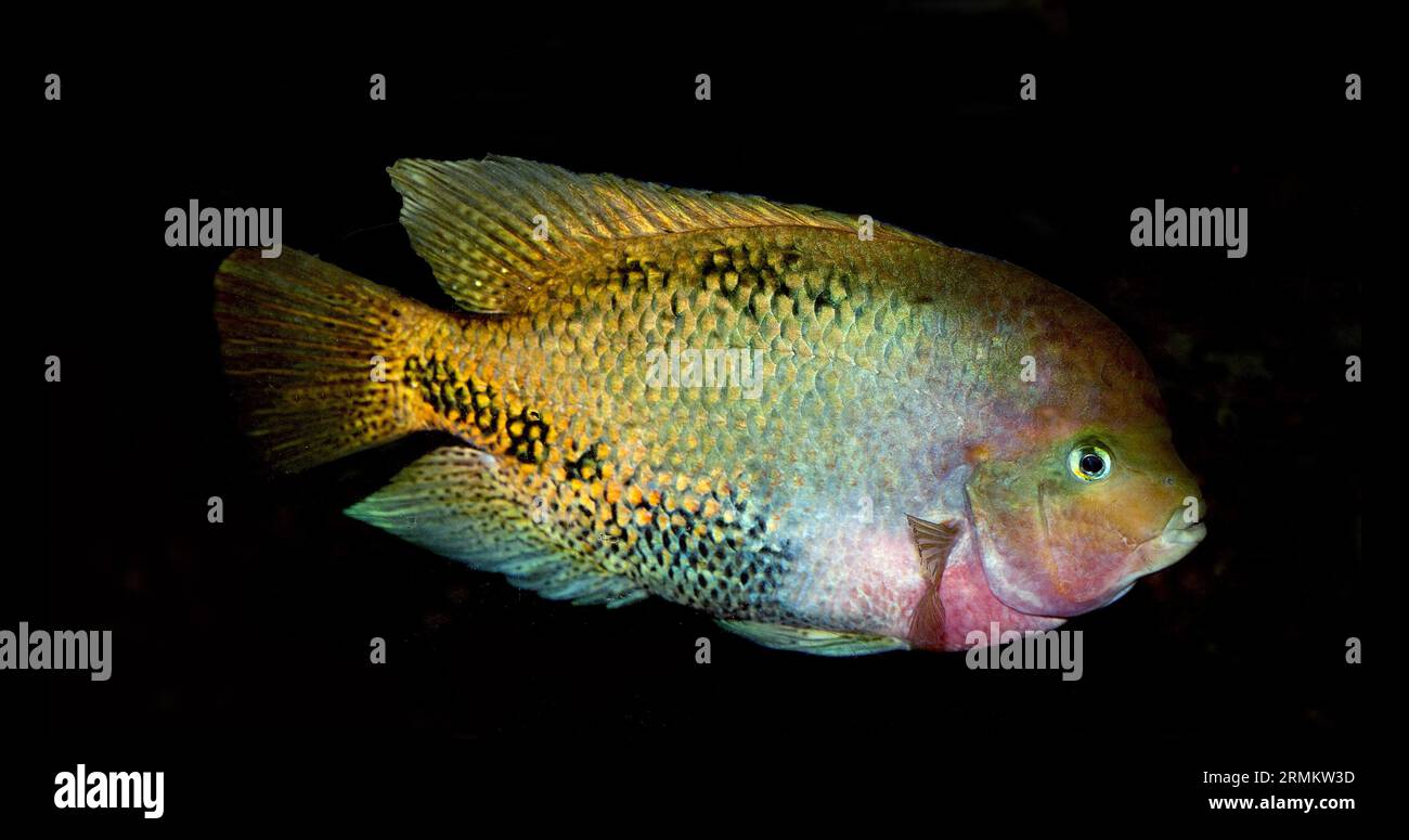 Red-Headed Cichlid, cichlasoma synspilum against Black Background Stock ...
