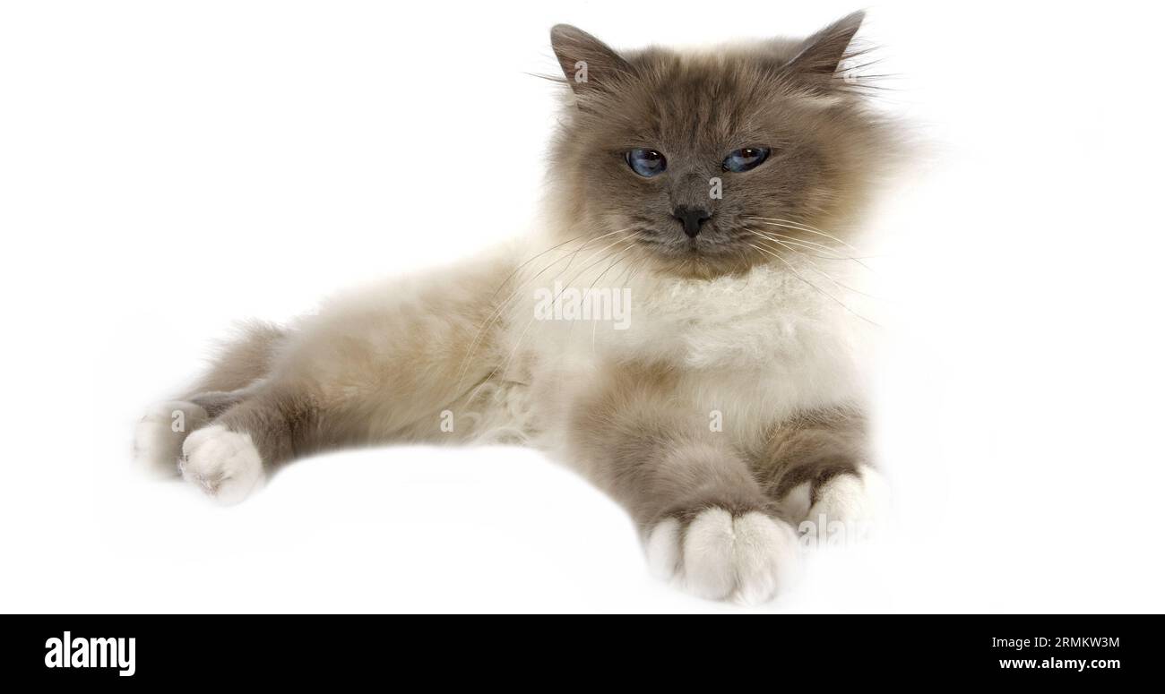 Blue Birmanese Domestic Cat, Adult laying against White Background ...