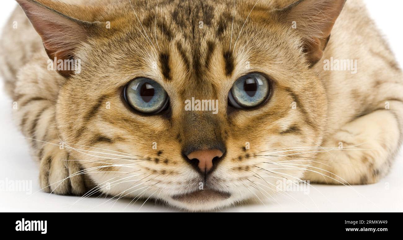 Seal Mink Tabby Bengale Male Domestic Cat against White Background ...