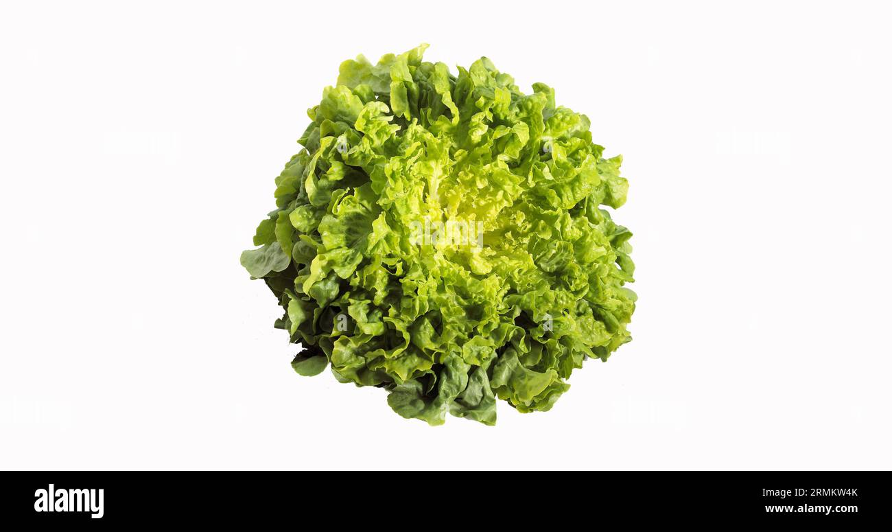 French Saled called Corne de Cerf, lactuca sativa Stock Photo - Alamy
