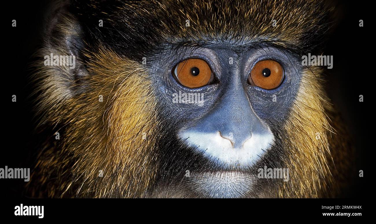 Moustached monkey or mustached monkey cercopithecus cephus hi-res stock ...