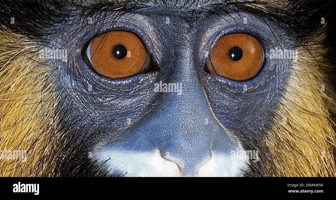 Moustached monkey or mustached monkey cercopithecus cephus hi-res stock ...