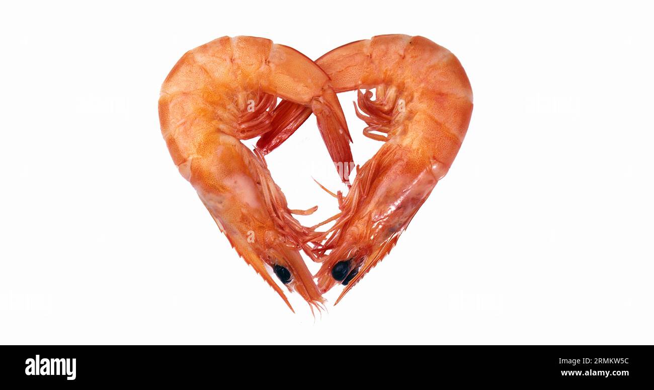 Shrimp common prawn palaemon serratus hi-res stock photography and ...