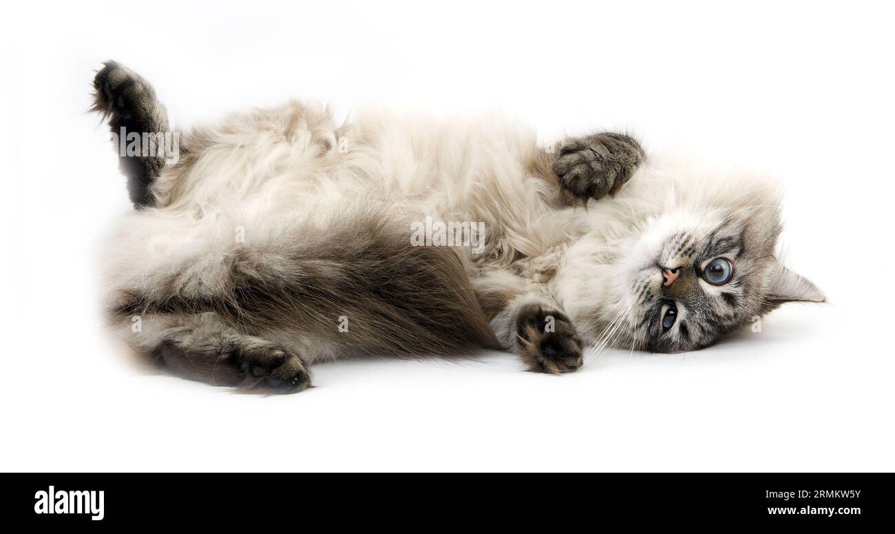 Neva Masquerade Siberian Domestic Cat, Seal Tabby Point Colour, Male ...