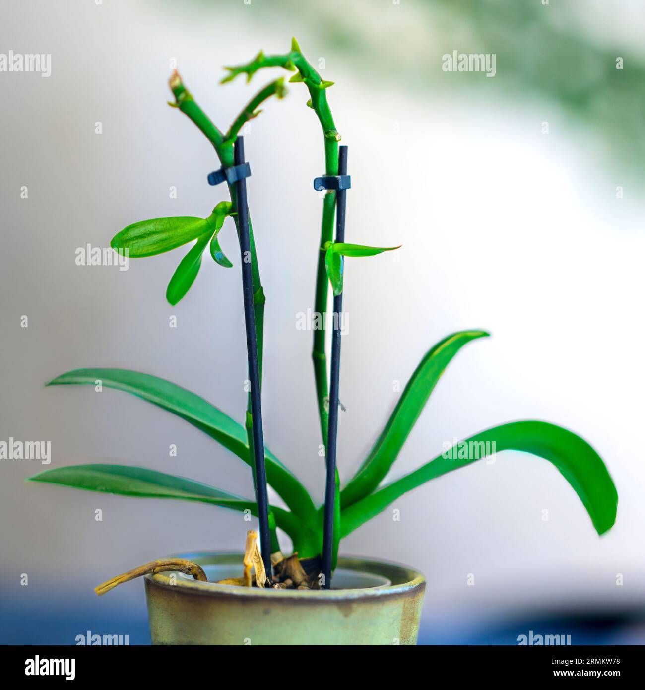 Orchid Flower Stem Propagation grow on the flower stem after the ...