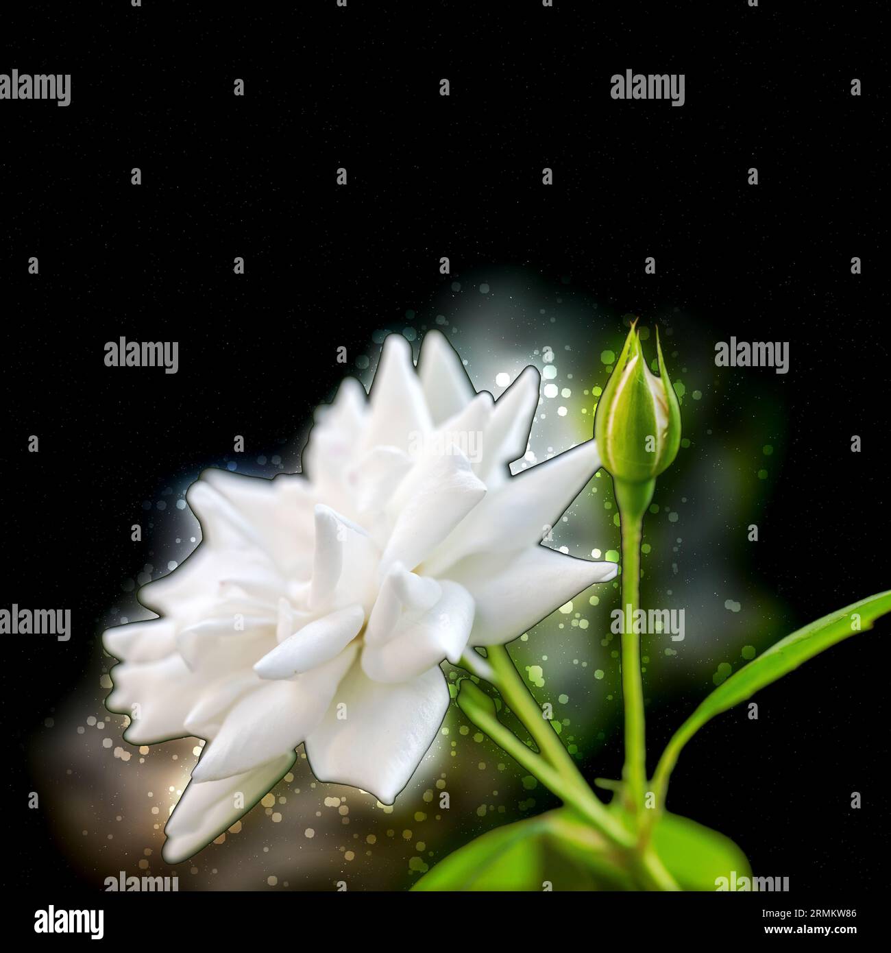 Iceberg rose image hi-res stock photography and images - Alamy