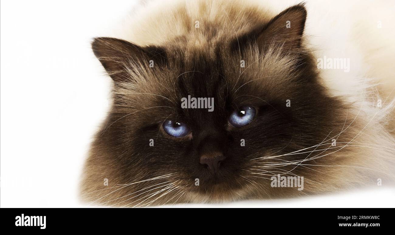 Chocolate Birmanese Domestic Cat against White Background Stock Photo ...