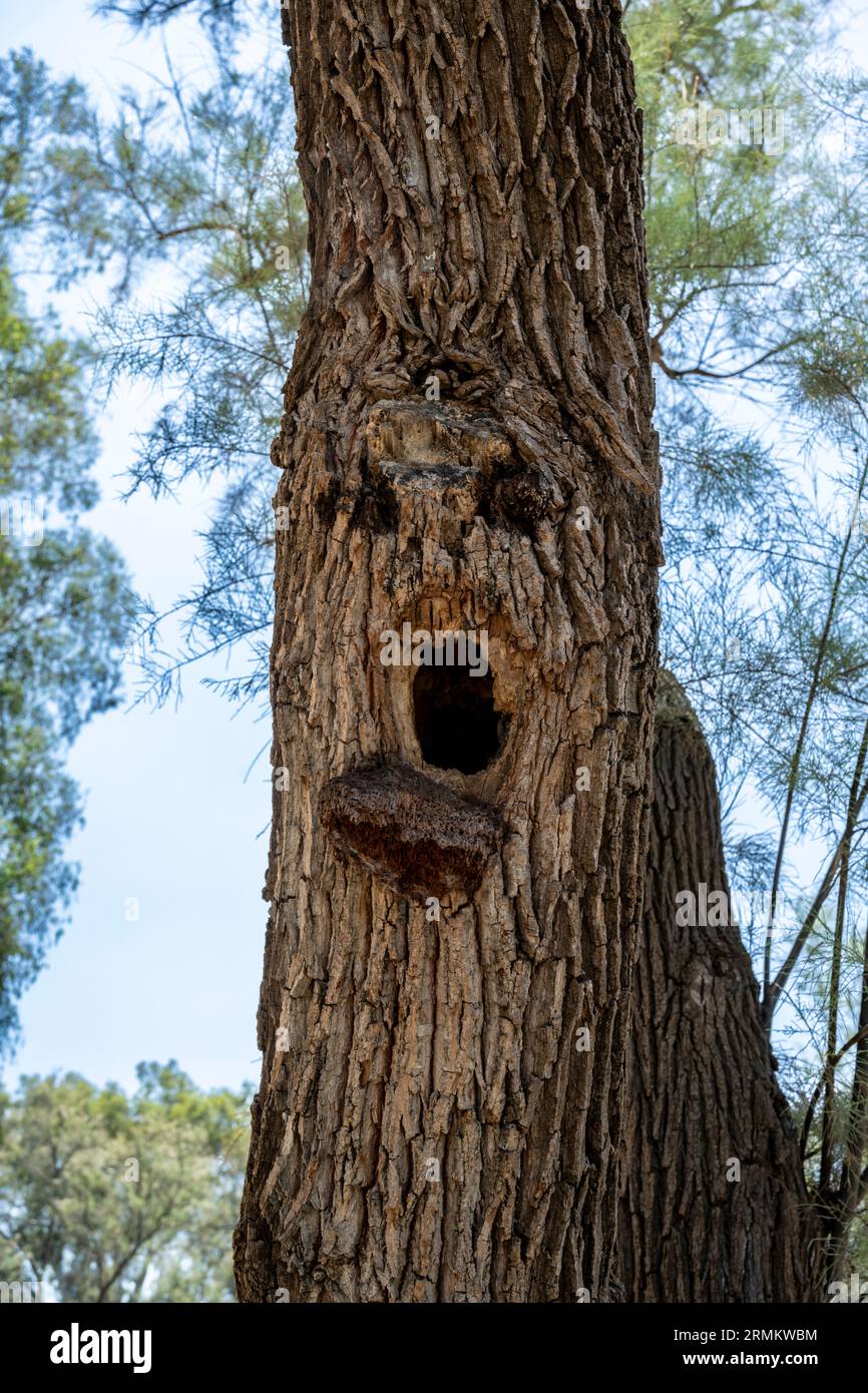 Facial pareidolia hi-res stock photography and images - Alamy
