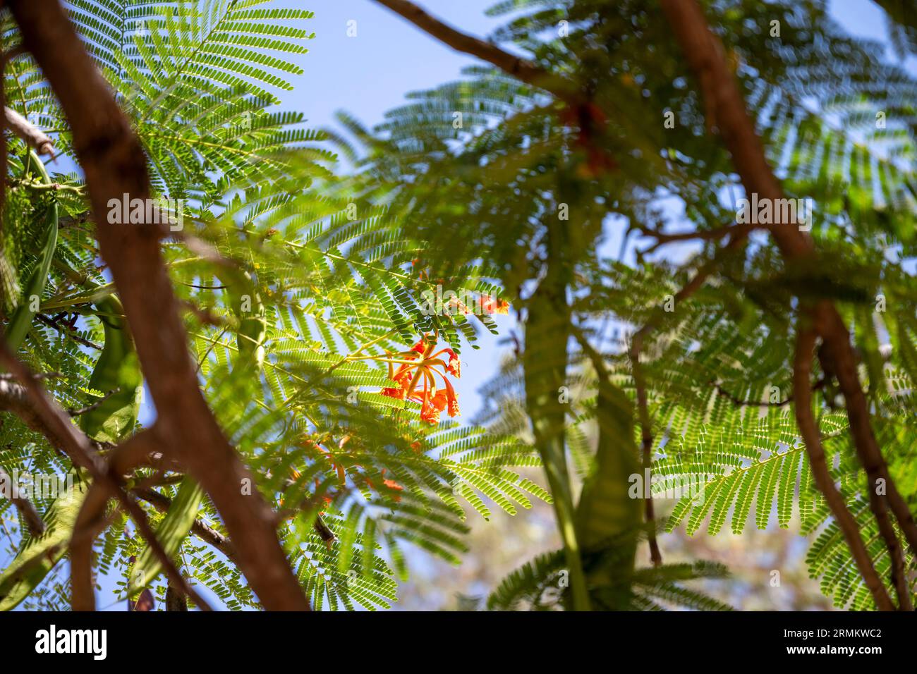 Flowers and seed pods of the Flame of the forest tree flowers (Delonix ...