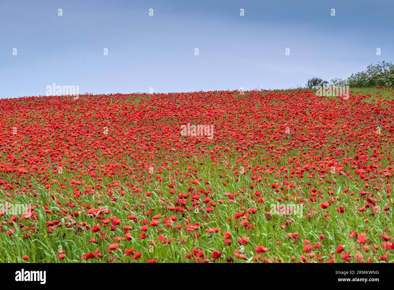 The stunning sight of a field full of Common Poppies Papaver rhoeas on ...