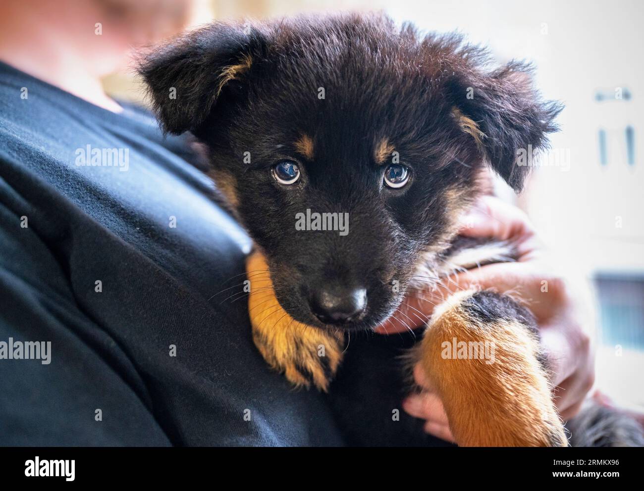 Small black 2 months cute puppy of Czech republic national breed ...