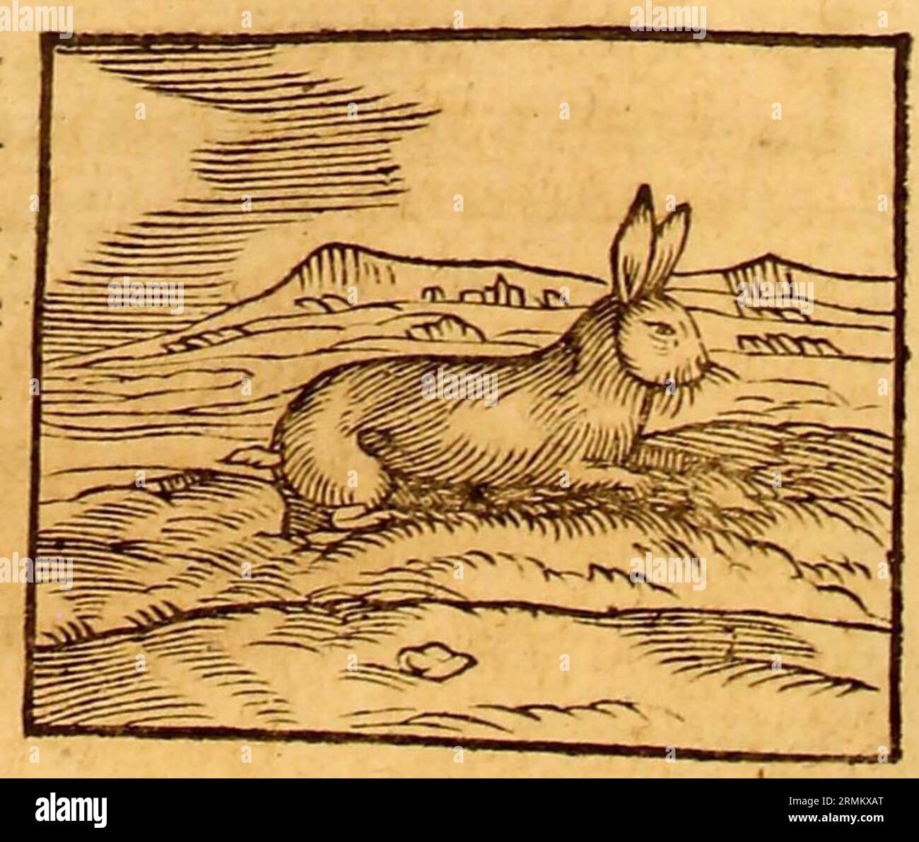 Bellunensis hi-res stock photography and images - Alamy