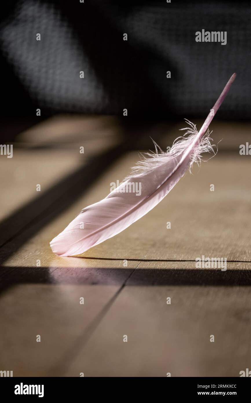 Nightingale floor hi-res stock photography and images - Alamy