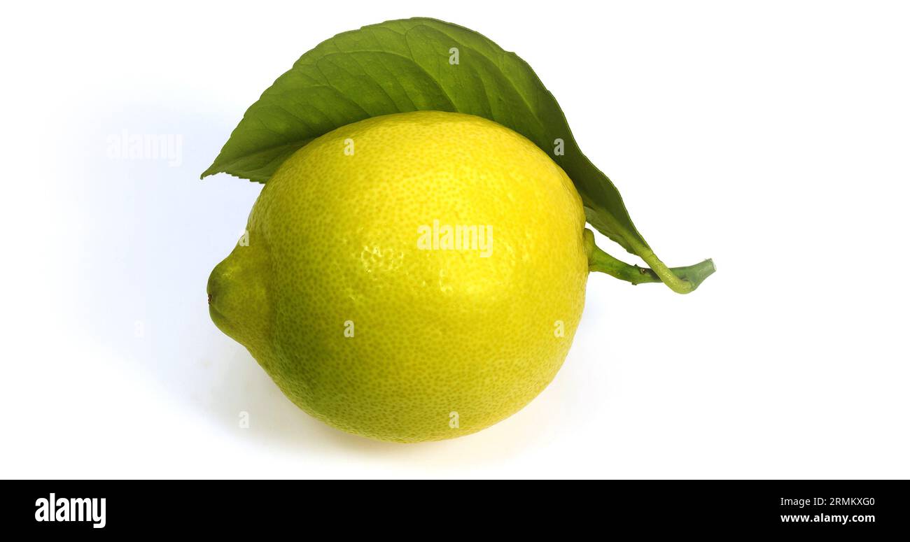 Yellow Lemon, citrus limonum against White Background Stock Photo - Alamy