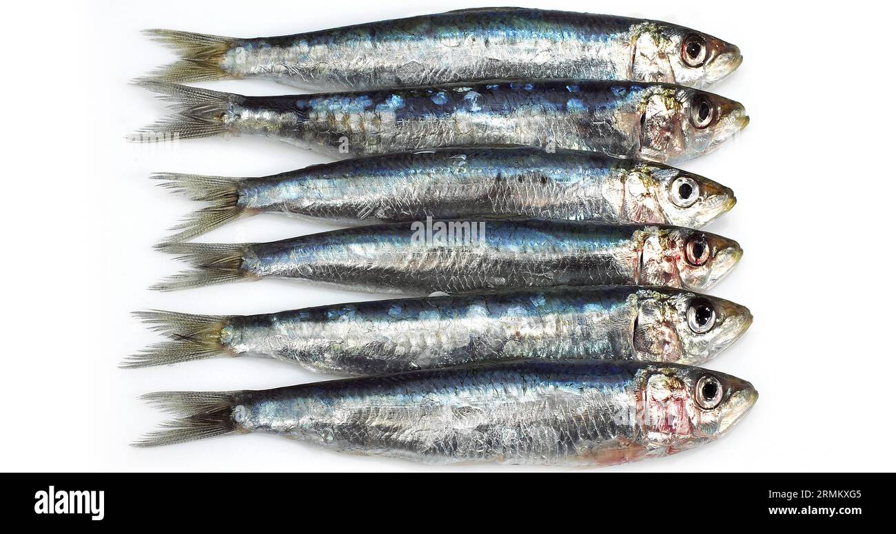 Fresh Sardines, sardina sp. against White Background Stock Photo - Alamy