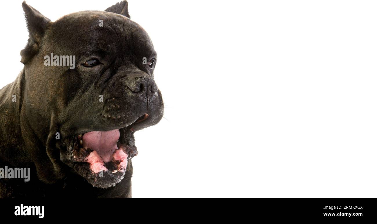 Cane Corso, a Dog Breed from Italy, Adult against White Background ...