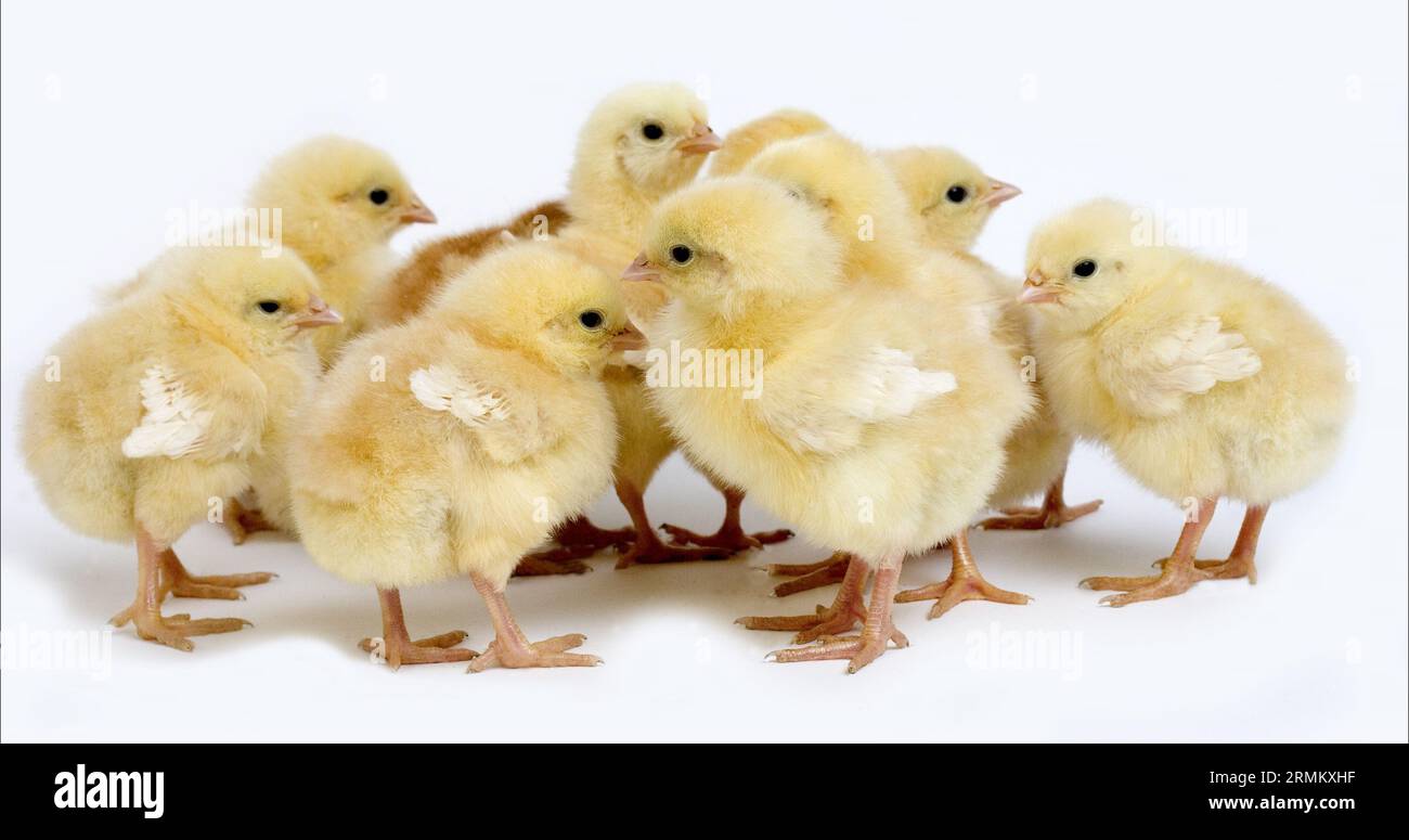 Model chicks hi-res stock photography and images - Alamy