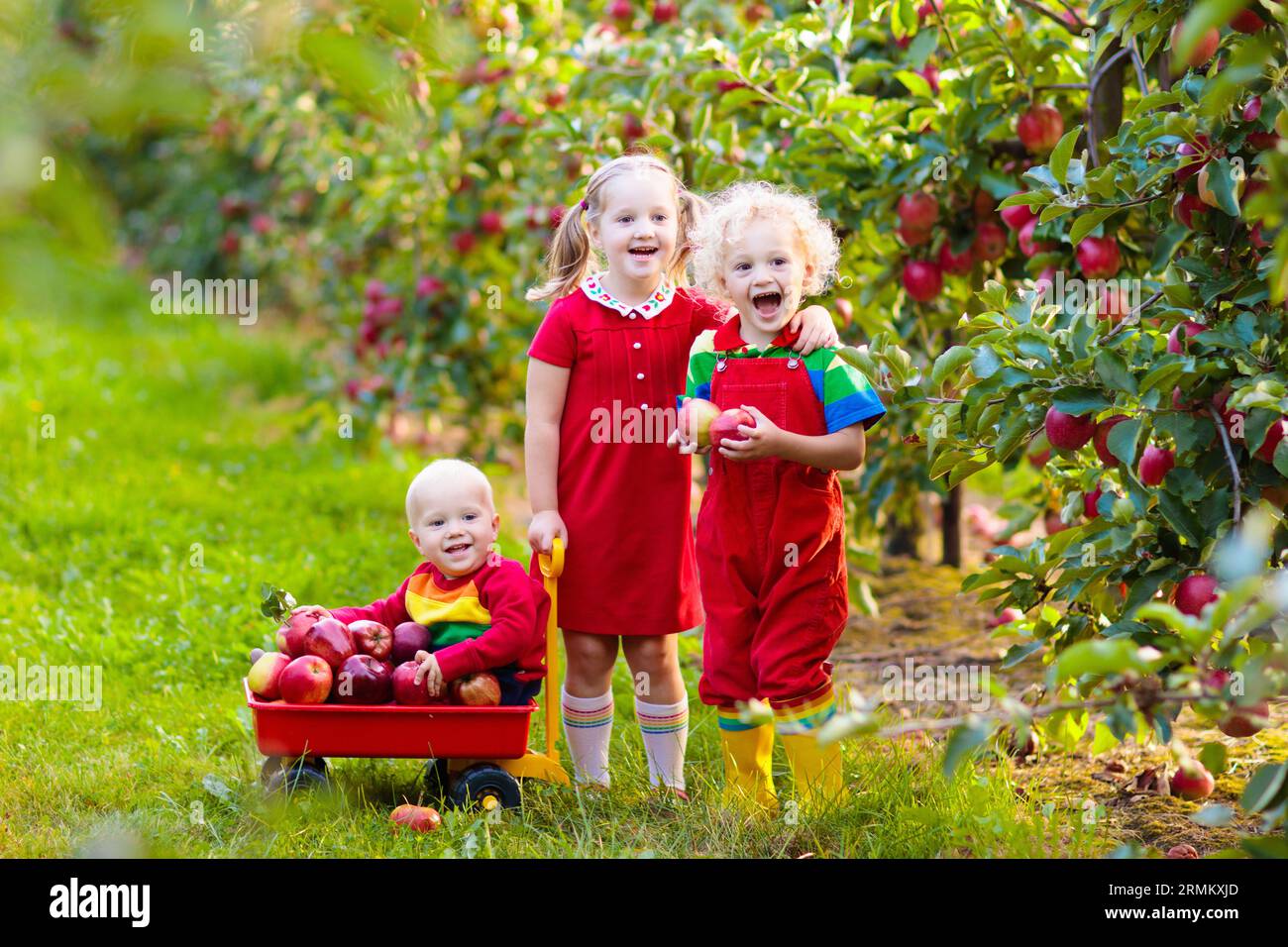 Children picking apples in fruit garden. Girl, boy and baby play in ...