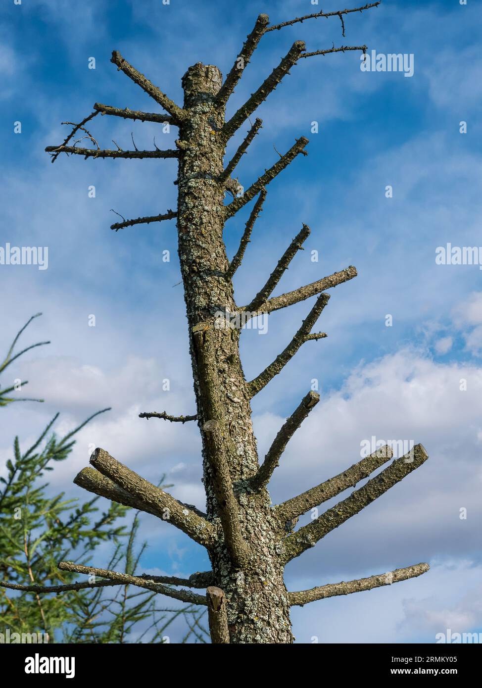 Dead withered tree blue sky hi-res stock photography and images - Alamy