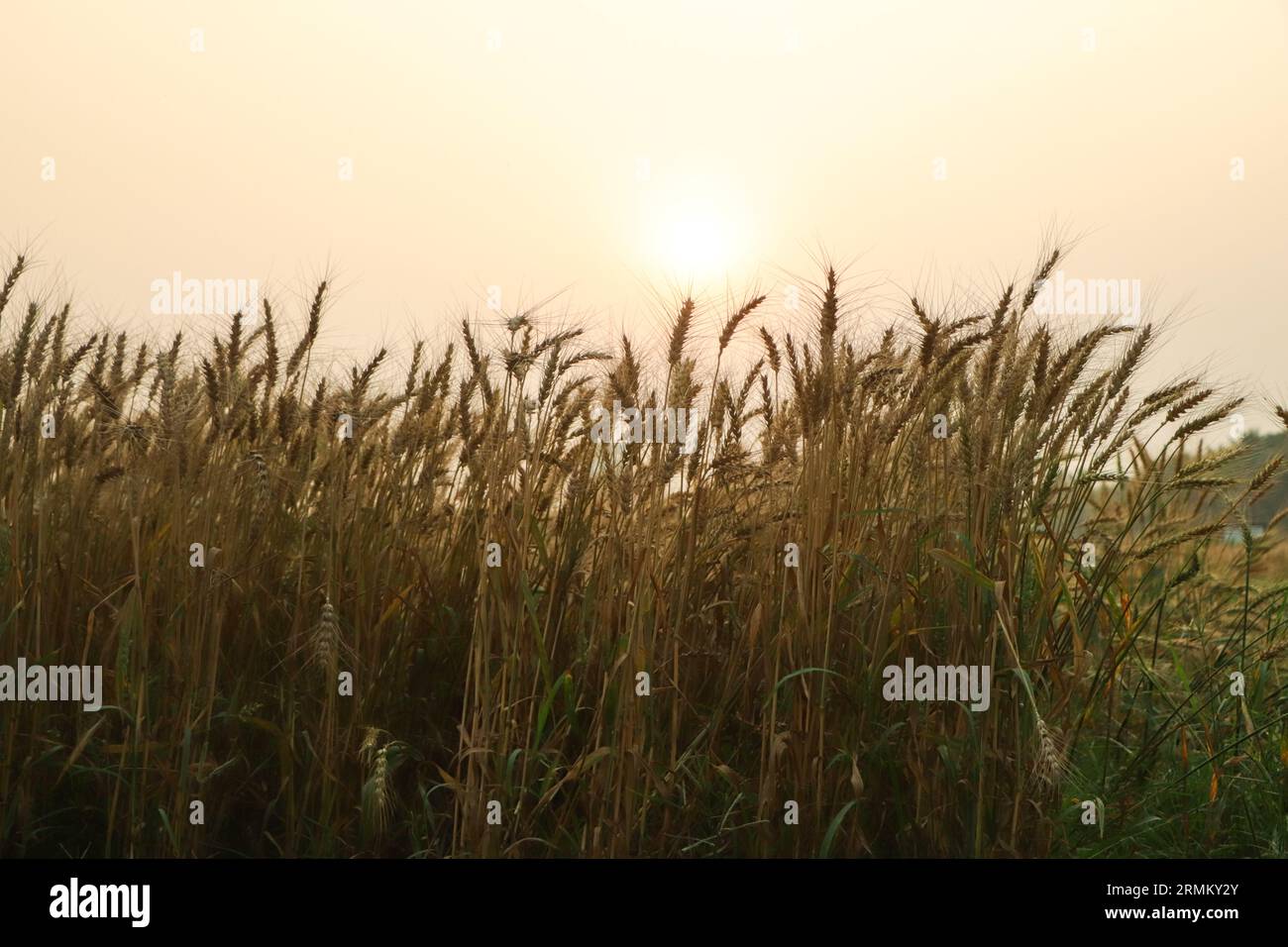 Wheat field. Ears of golden wheat close up. Beautiful Nature Sunset ...
