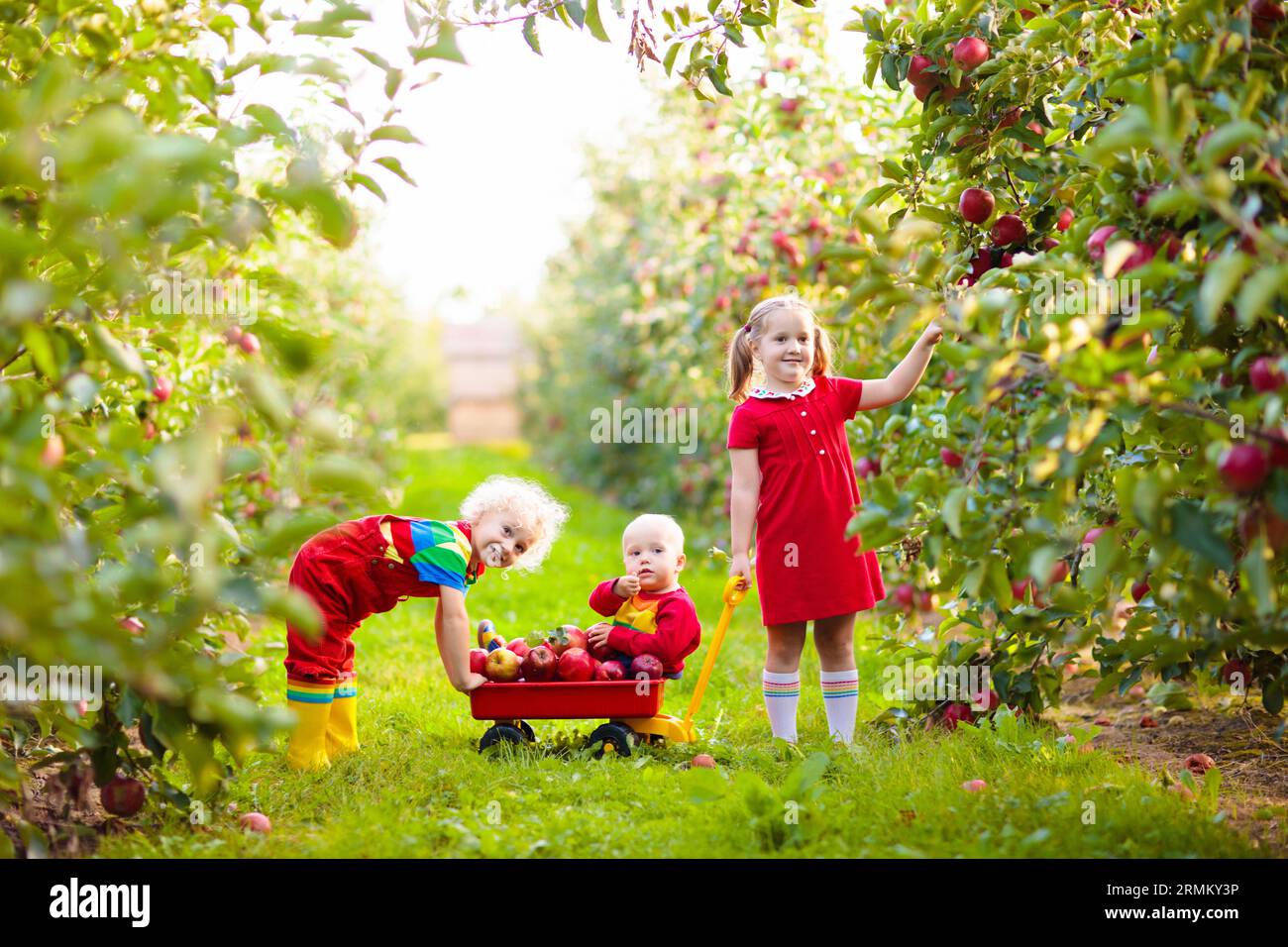 Children picking apples in fruit garden. Girl, boy and baby play in ...